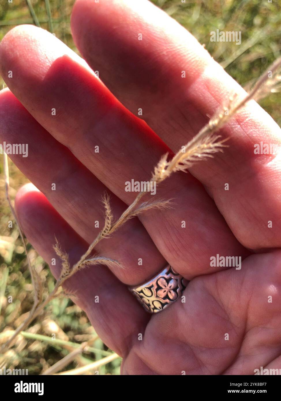 Texas cup grass (Eriochloa sericea Stock Photo - Alamy