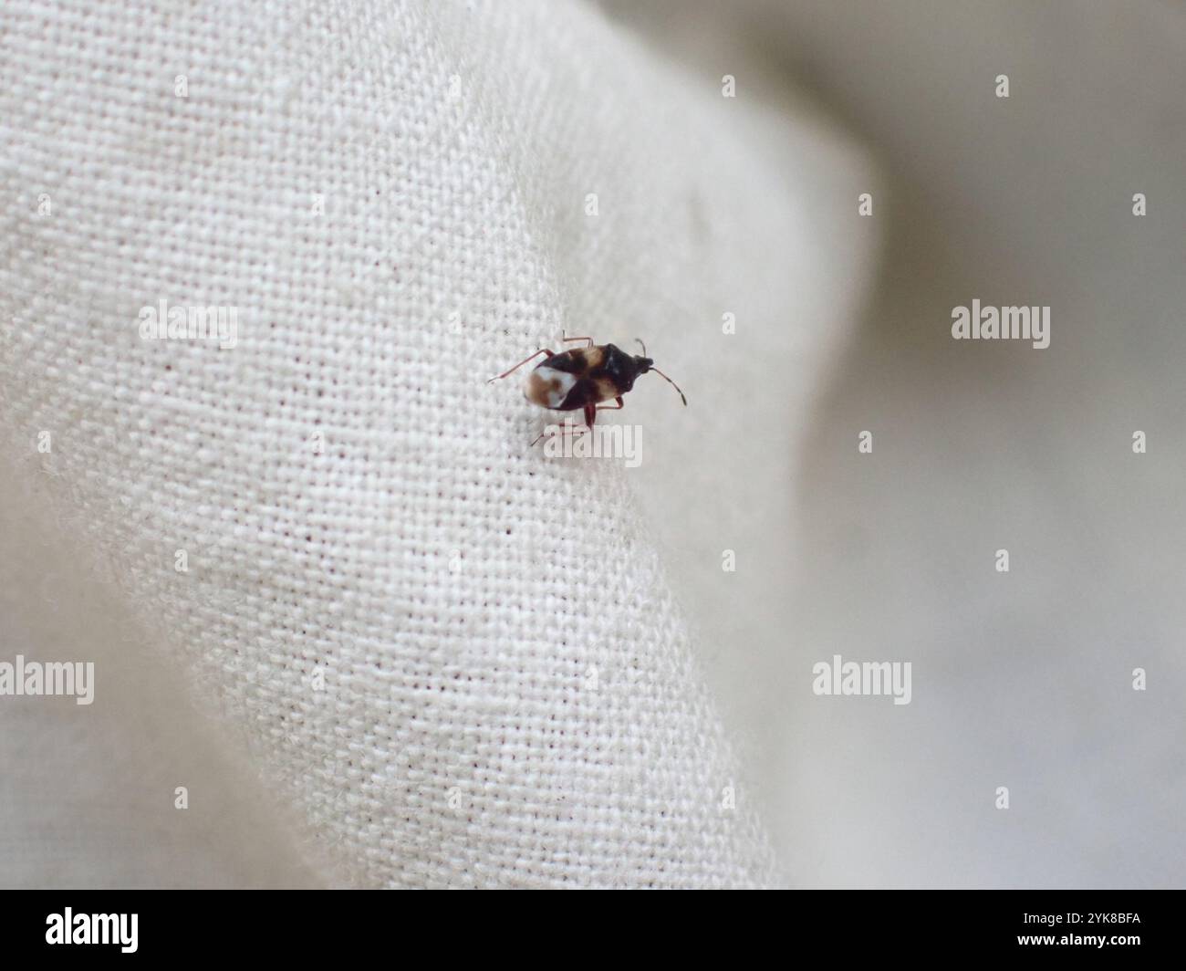 Minute pirate bugs (Anthocoridae Stock Photo - Alamy