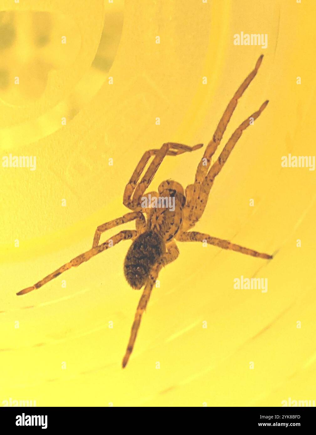 Mediterranean Spiny False Wolf Spider (Zoropsis spinimana Stock Photo ...