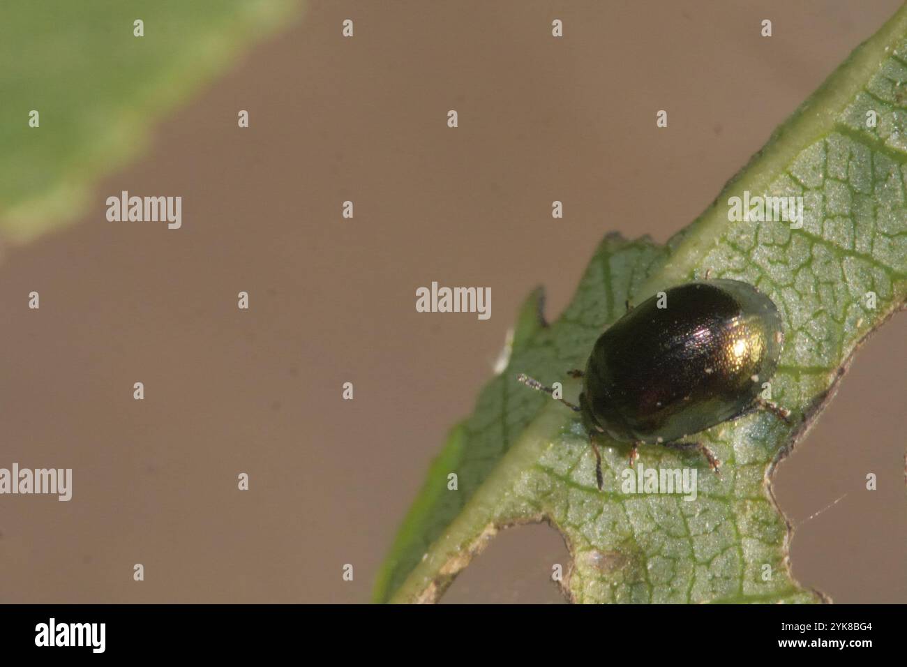 Willow Leaf Beetle (Plagiodera versicolora Stock Photo - Alamy