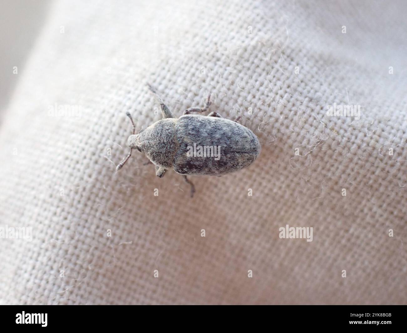 Lesser knapweed flower weevil hi-res stock photography and images - Alamy