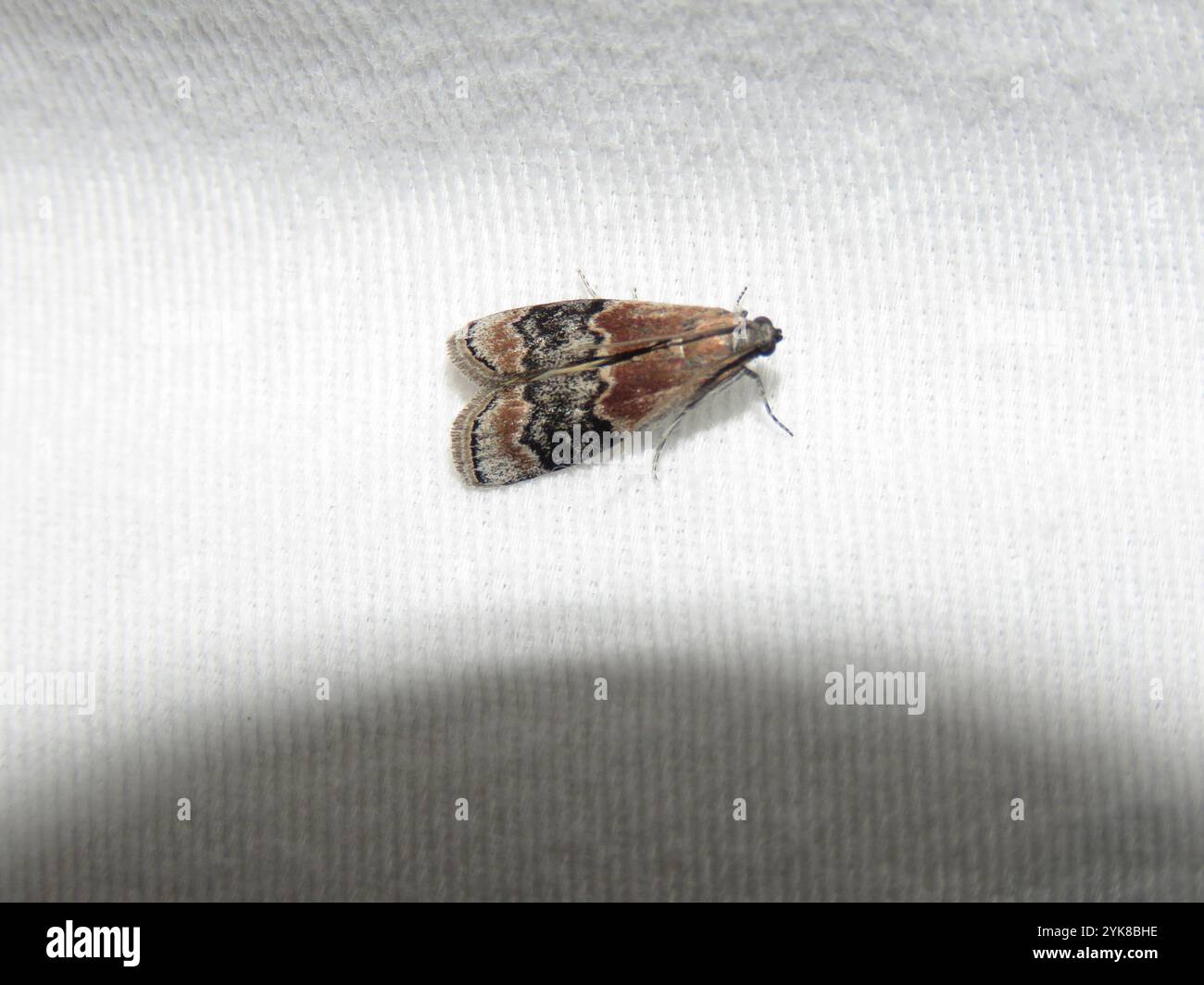 American Plum Borer Moth (Euzophera semifuneralis Stock Photo - Alamy