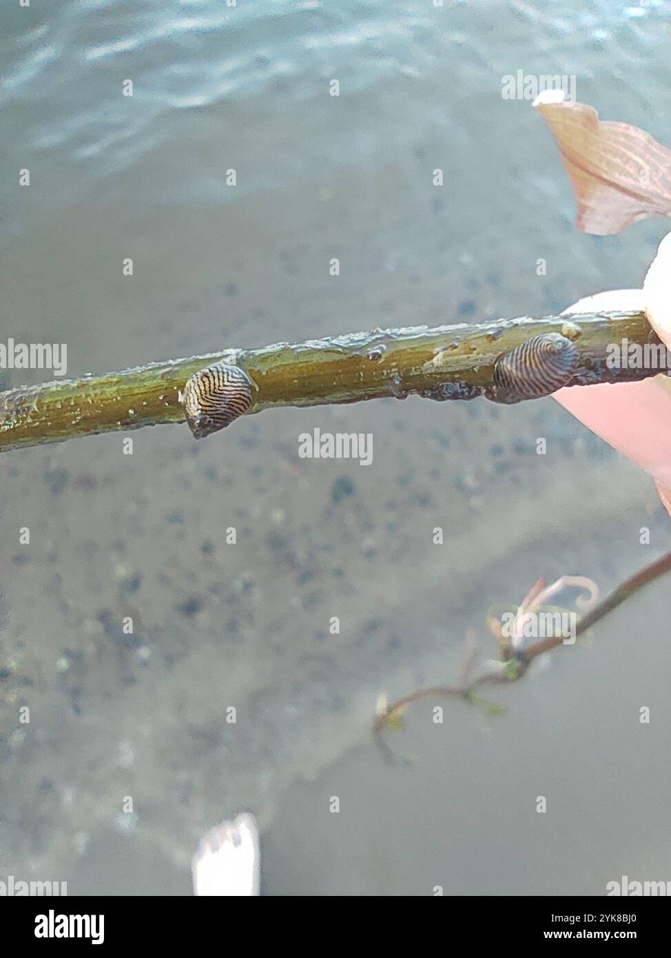 Theodoxus hi-res stock photography and images - Alamy