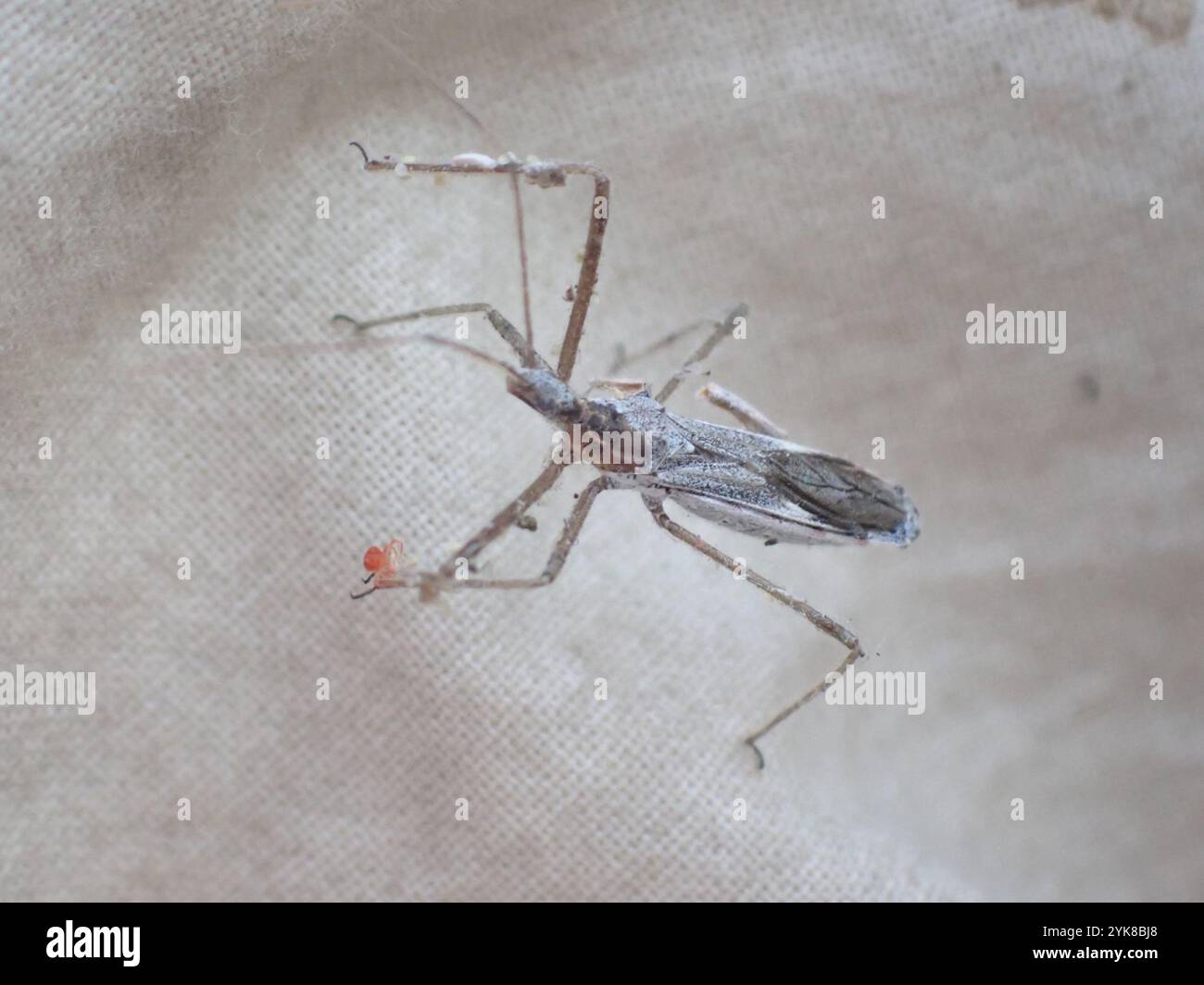 Four-spurred Assassin Bug (Zelus tetracanthus Stock Photo - Alamy