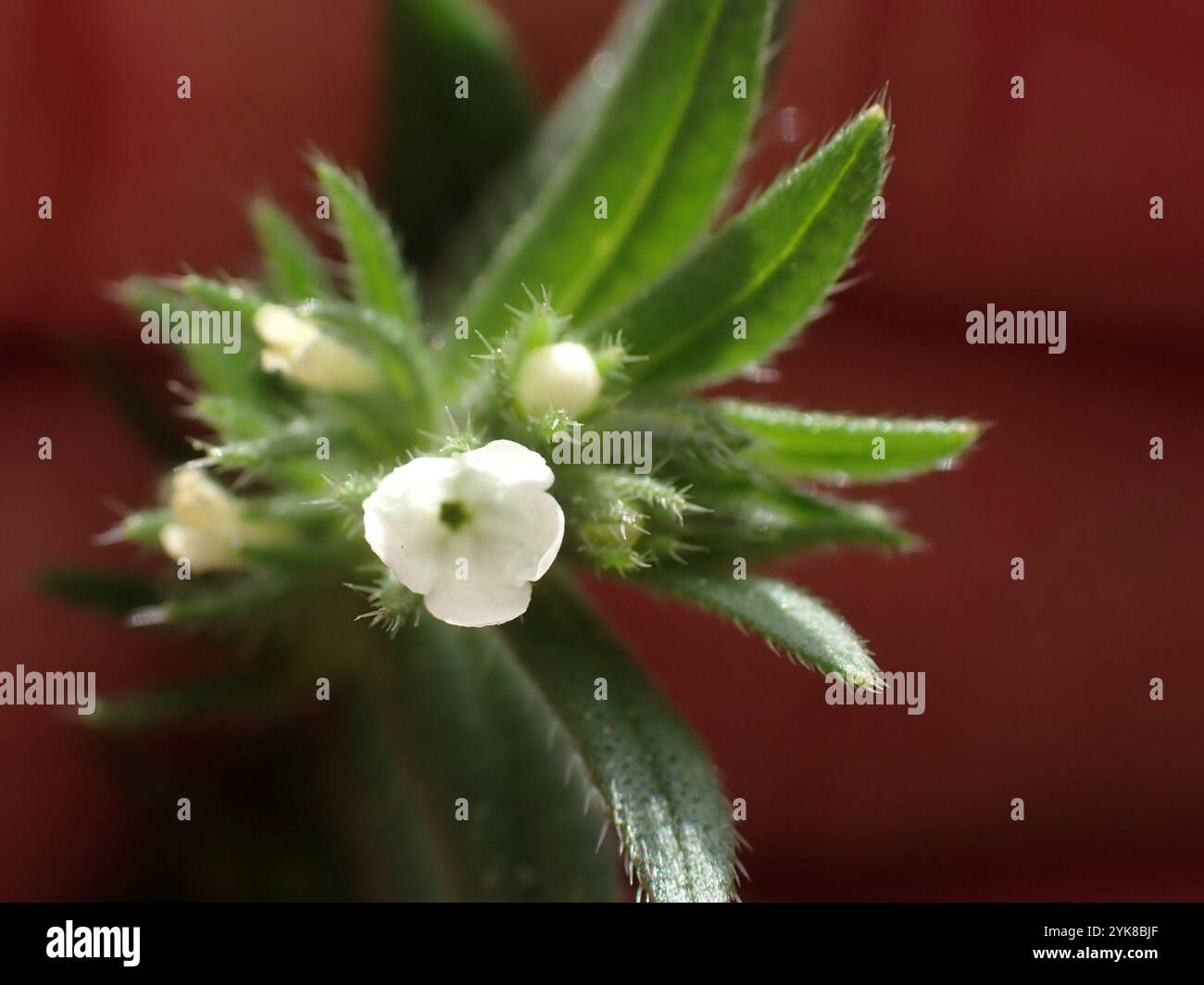 corn gromwell (Buglossoides arvensis Stock Photo - Alamy