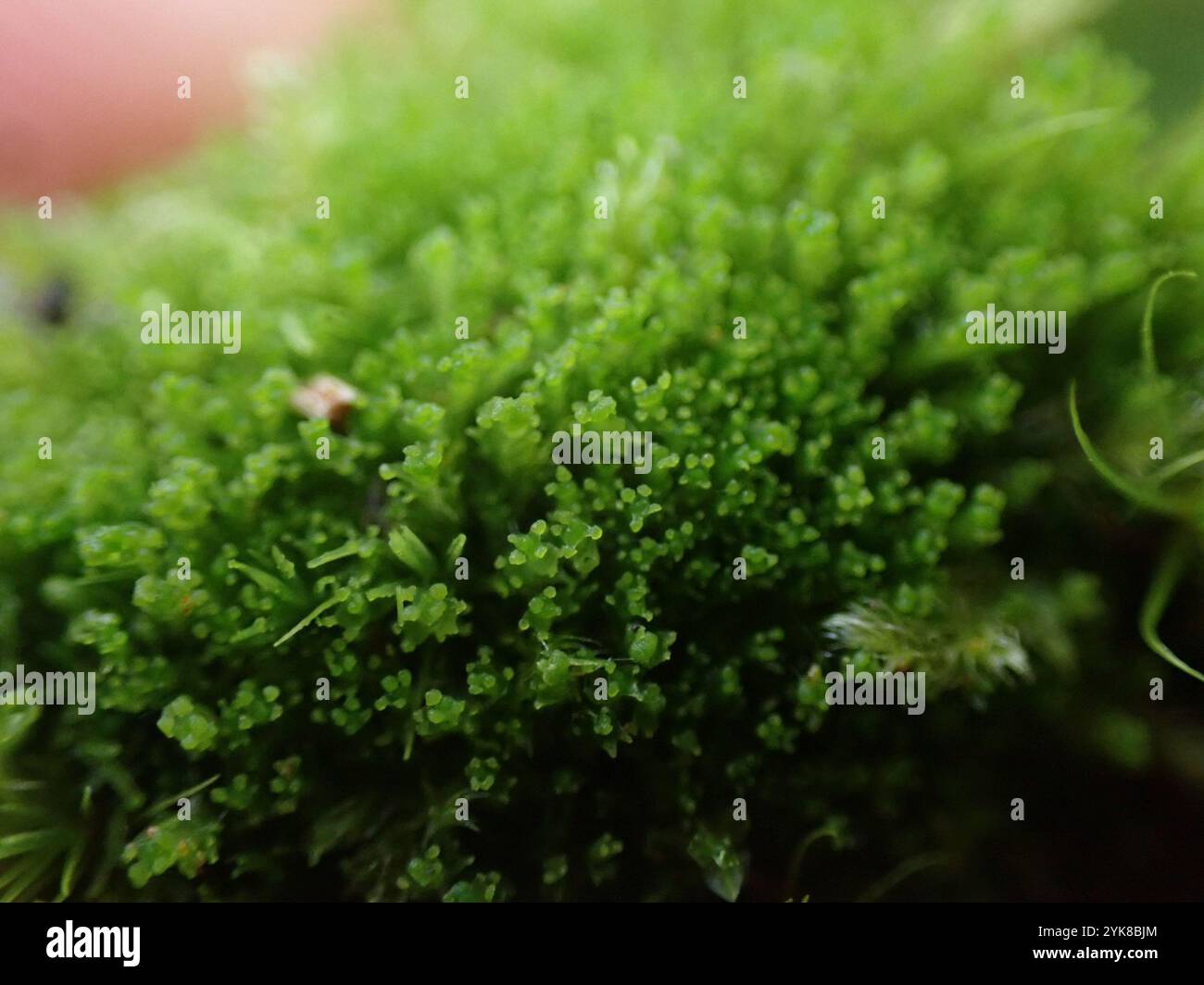 Droplet Notchwort (Lophozia guttulata Stock Photo - Alamy