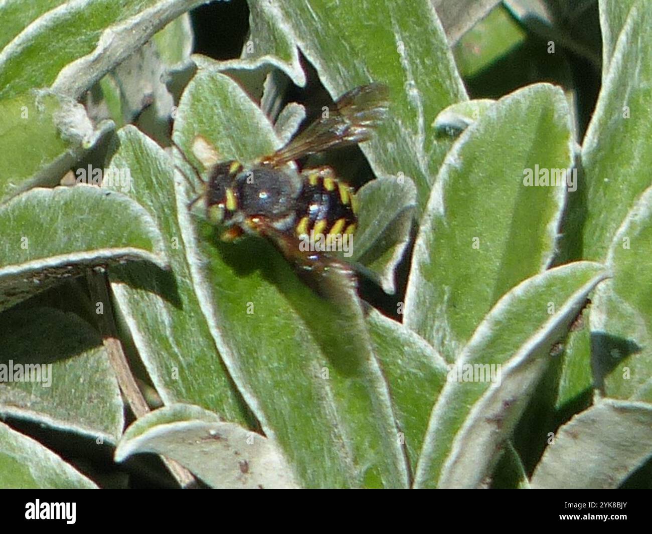 Anthidium oblongatum hi-res stock photography and images - Alamy
