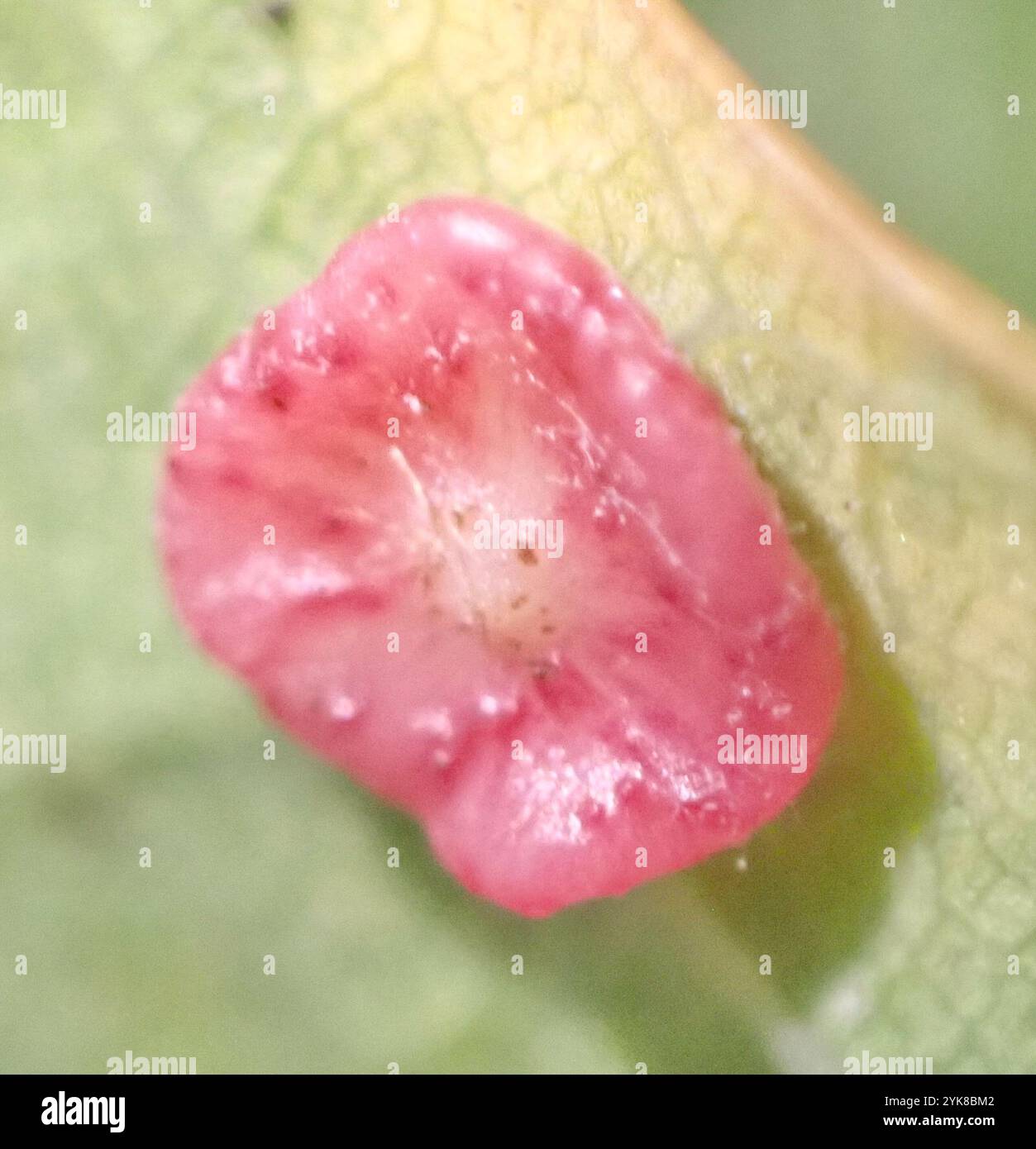 Neuroterus albipes hi-res stock photography and images - Alamy