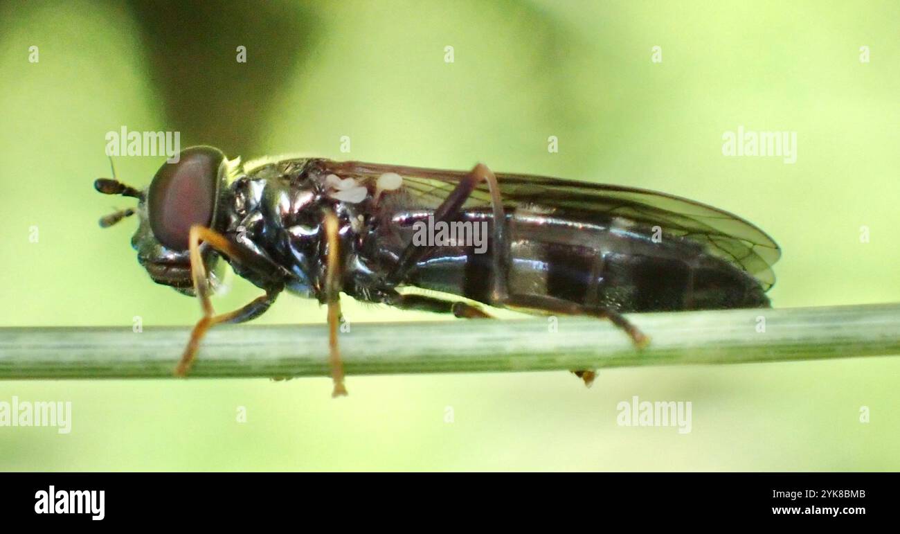 Sedgesitter hi-res stock photography and images - Alamy