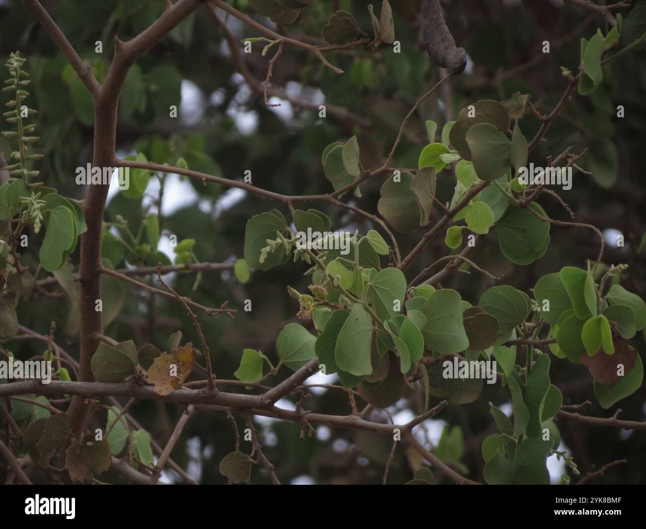 Bidi leaf hi-res stock photography and images - Alamy