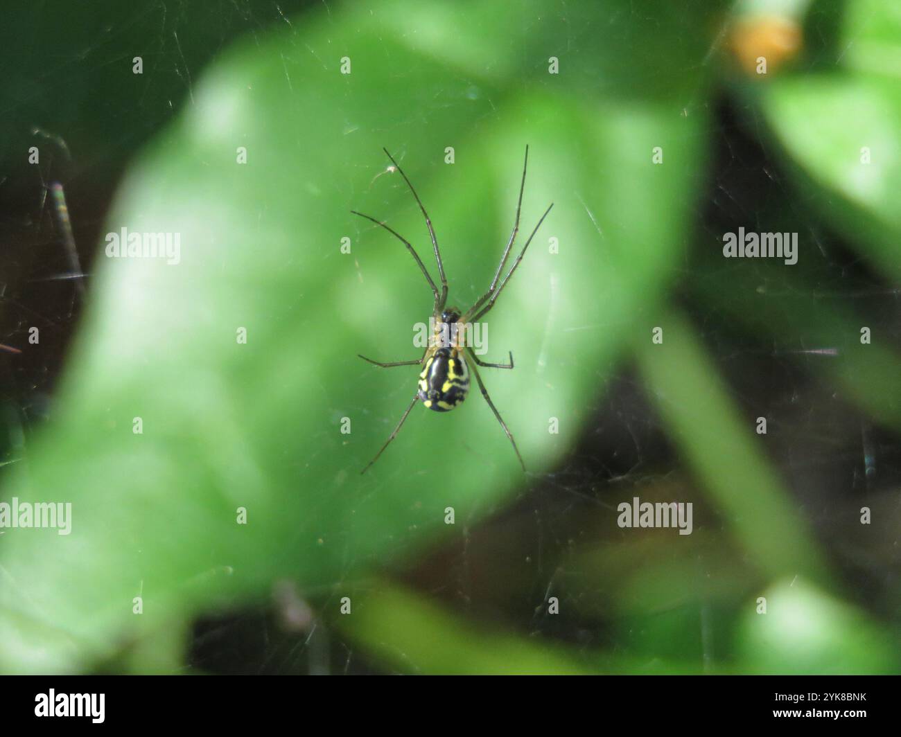 Filmy Dome Spider (Neriene radiata Stock Photo - Alamy