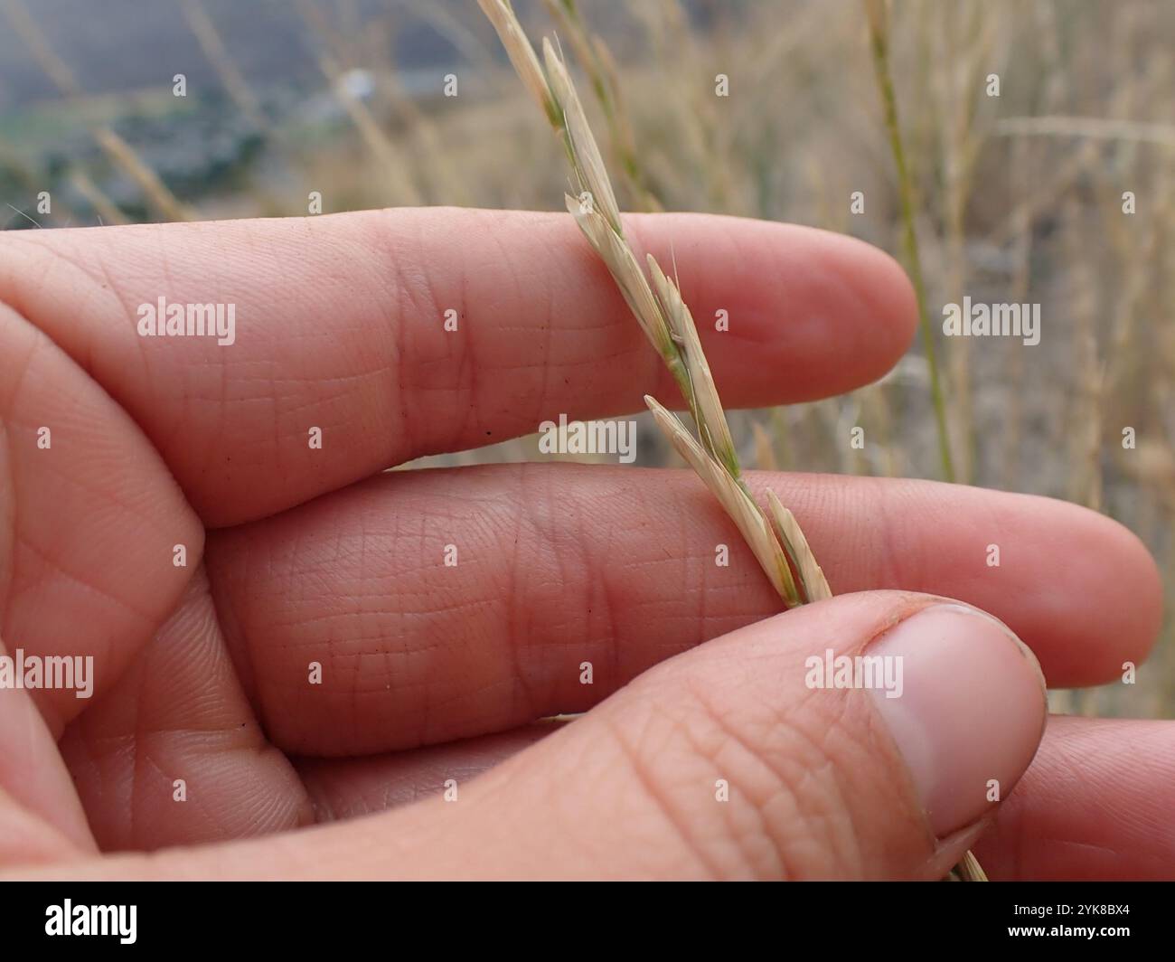 Bluebunch Wheatgrass (Pseudoroegneria spicata Stock Photo - Alamy