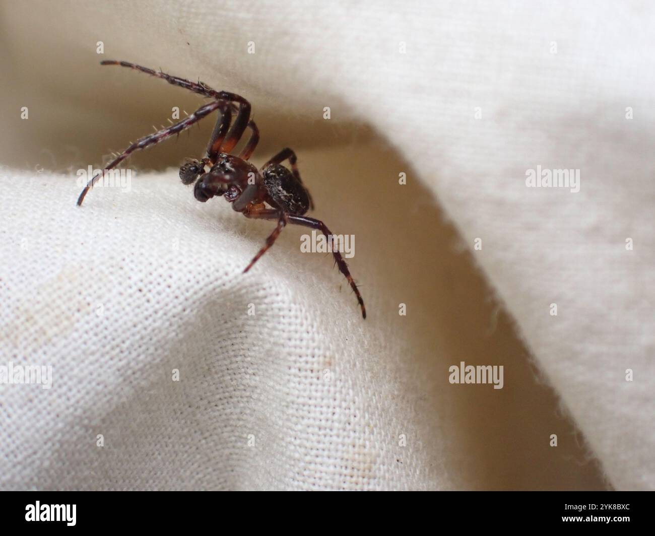 Furrow Spiders (Larinioides Stock Photo - Alamy