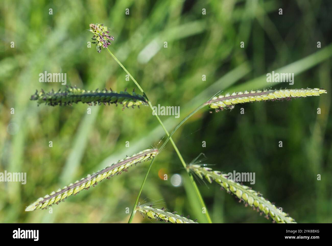Paspalum grass paspalum dilatatum hi-res stock photography and images - Alamy