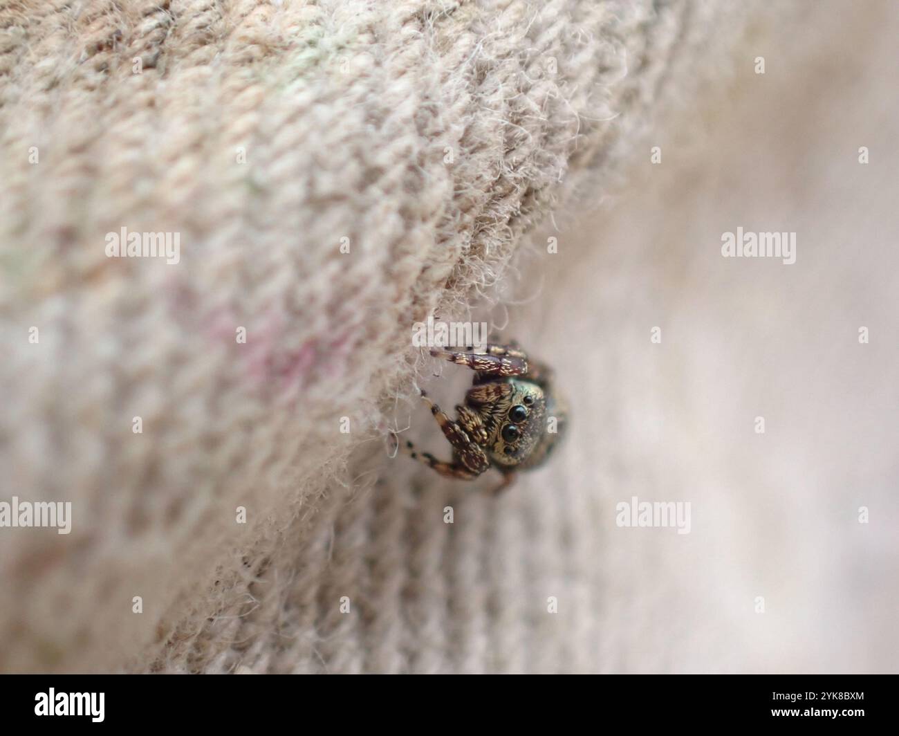 Leaf-beetle Jumping Spiders (Sassacus Stock Photo - Alamy