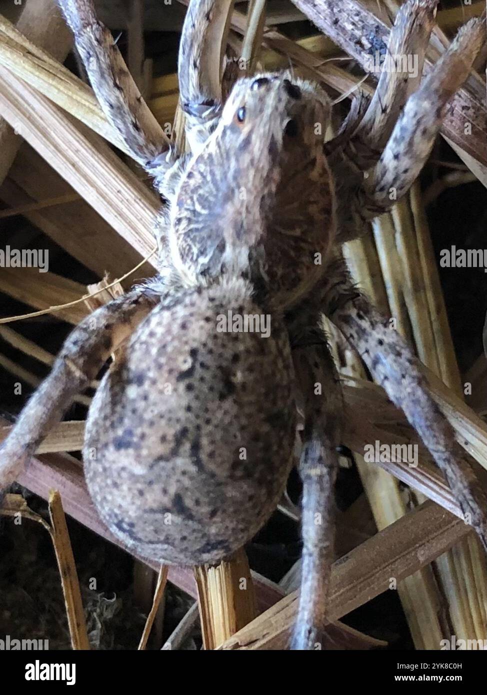 Hogna antelucana hi-res stock photography and images - Alamy