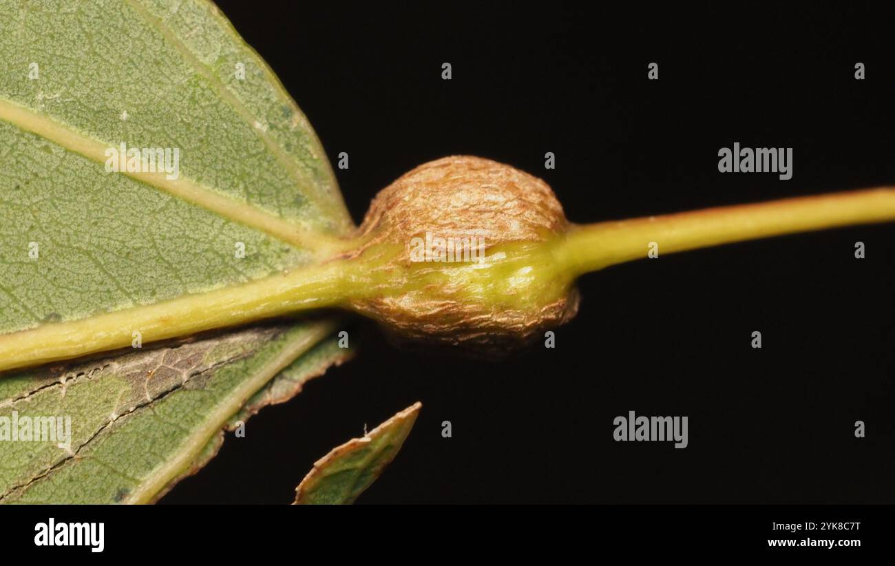 Aspen Petiole Gall Moth (Ectoedemia populella Stock Photo - Alamy