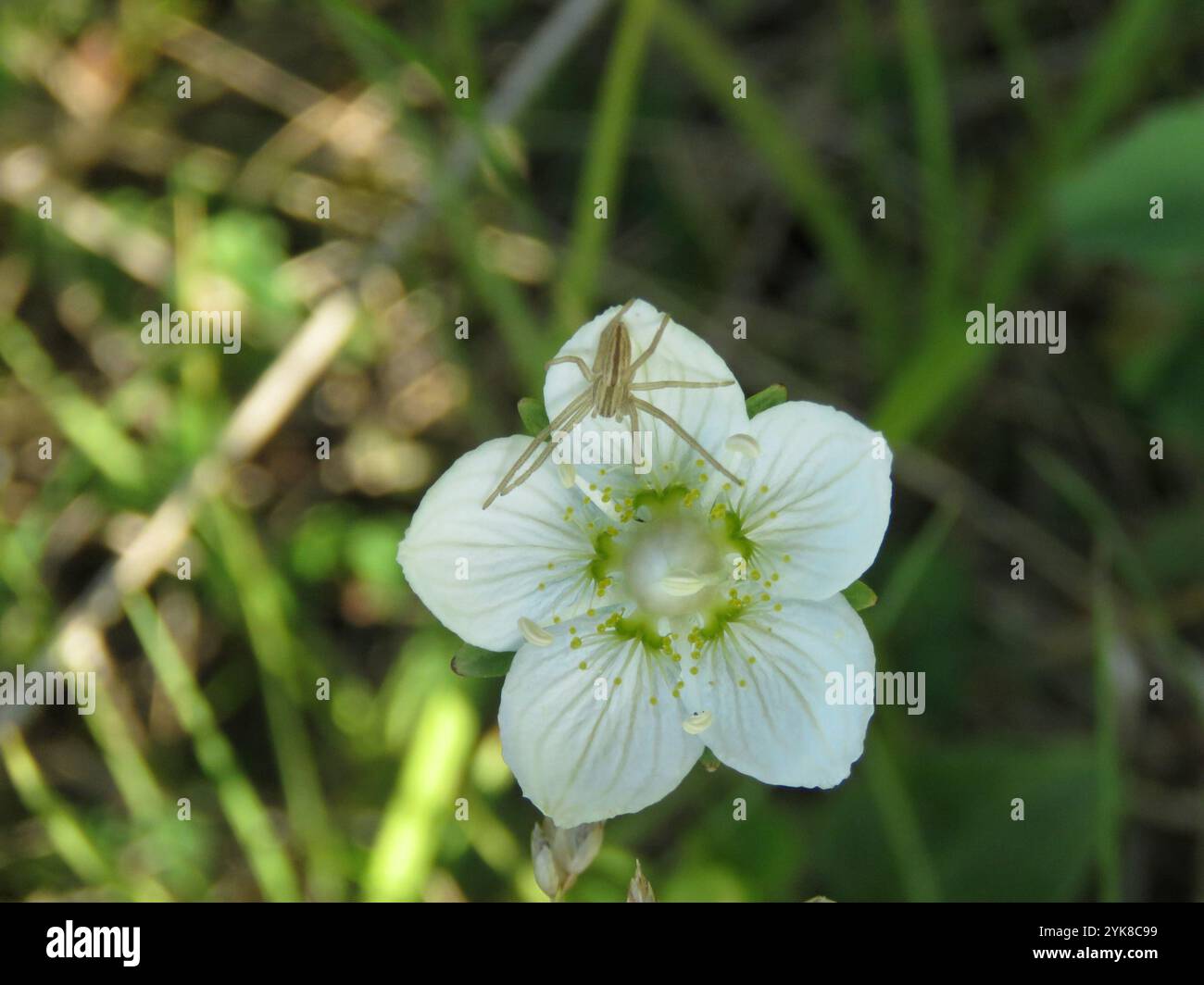 Slender Crab Spiders (Tibellus Stock Photo - Alamy