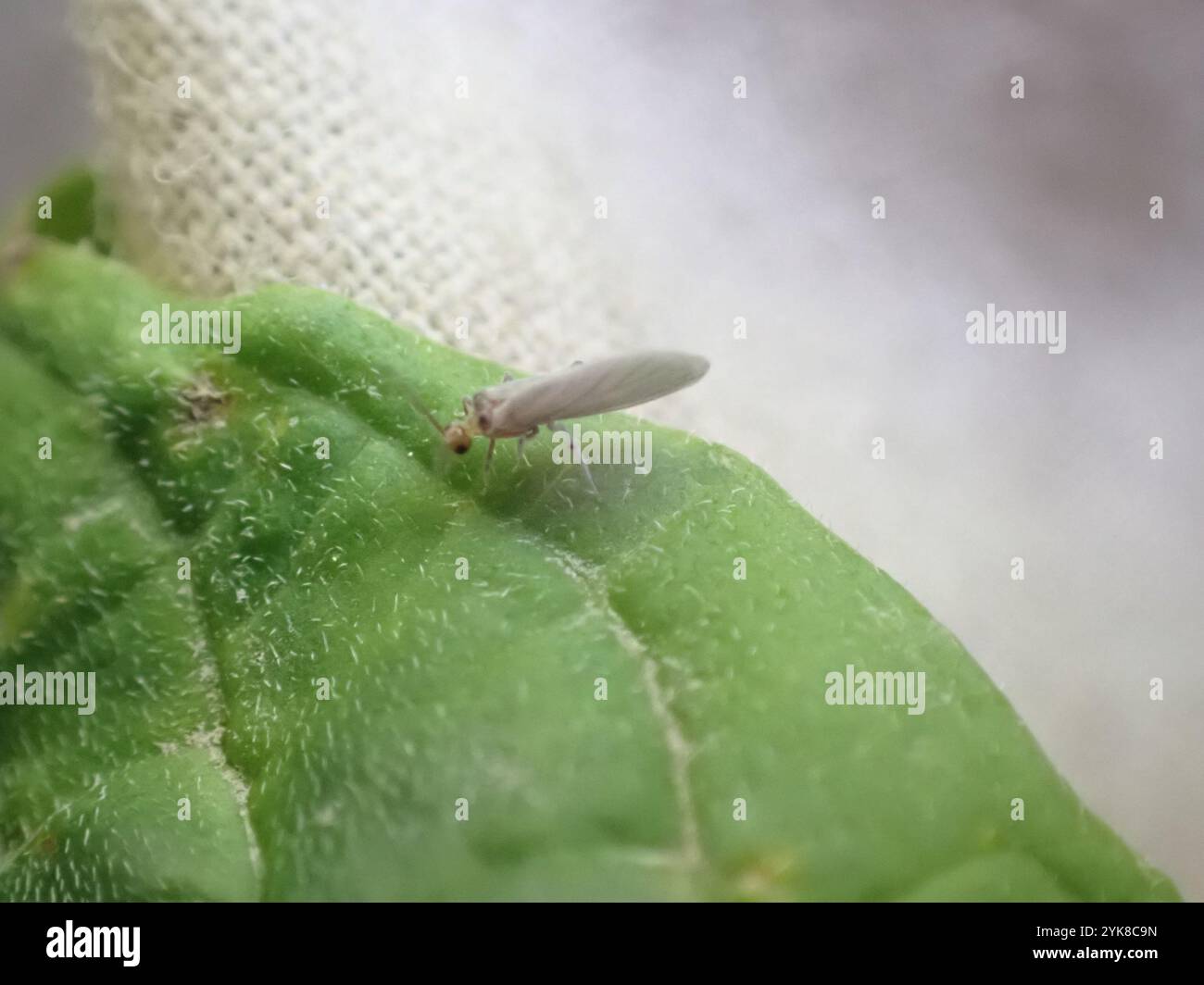 Dusty-winged Lacewings (Coniopterygidae Stock Photo - Alamy