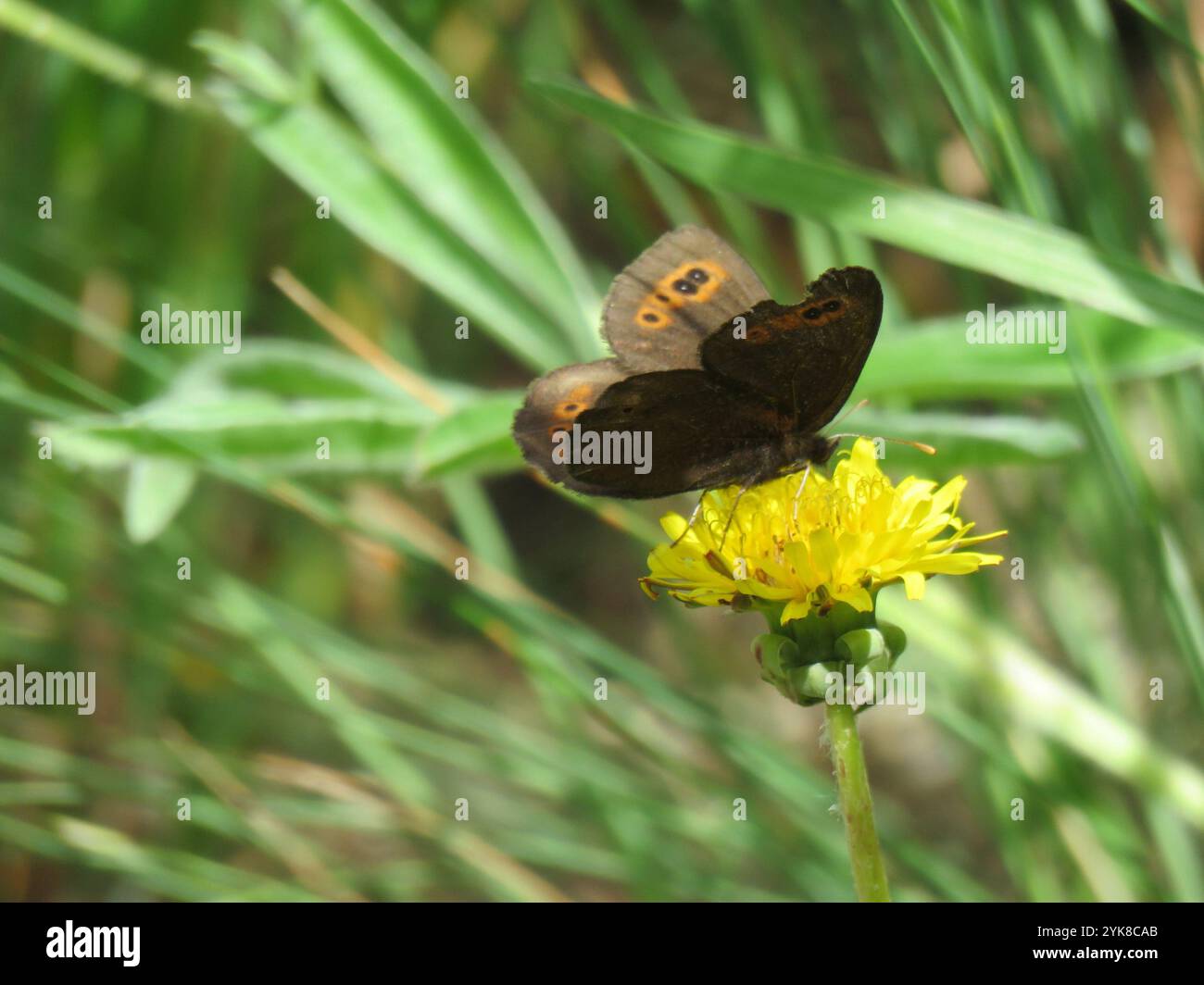 Common Alpine (Erebia epipsodea Stock Photo - Alamy