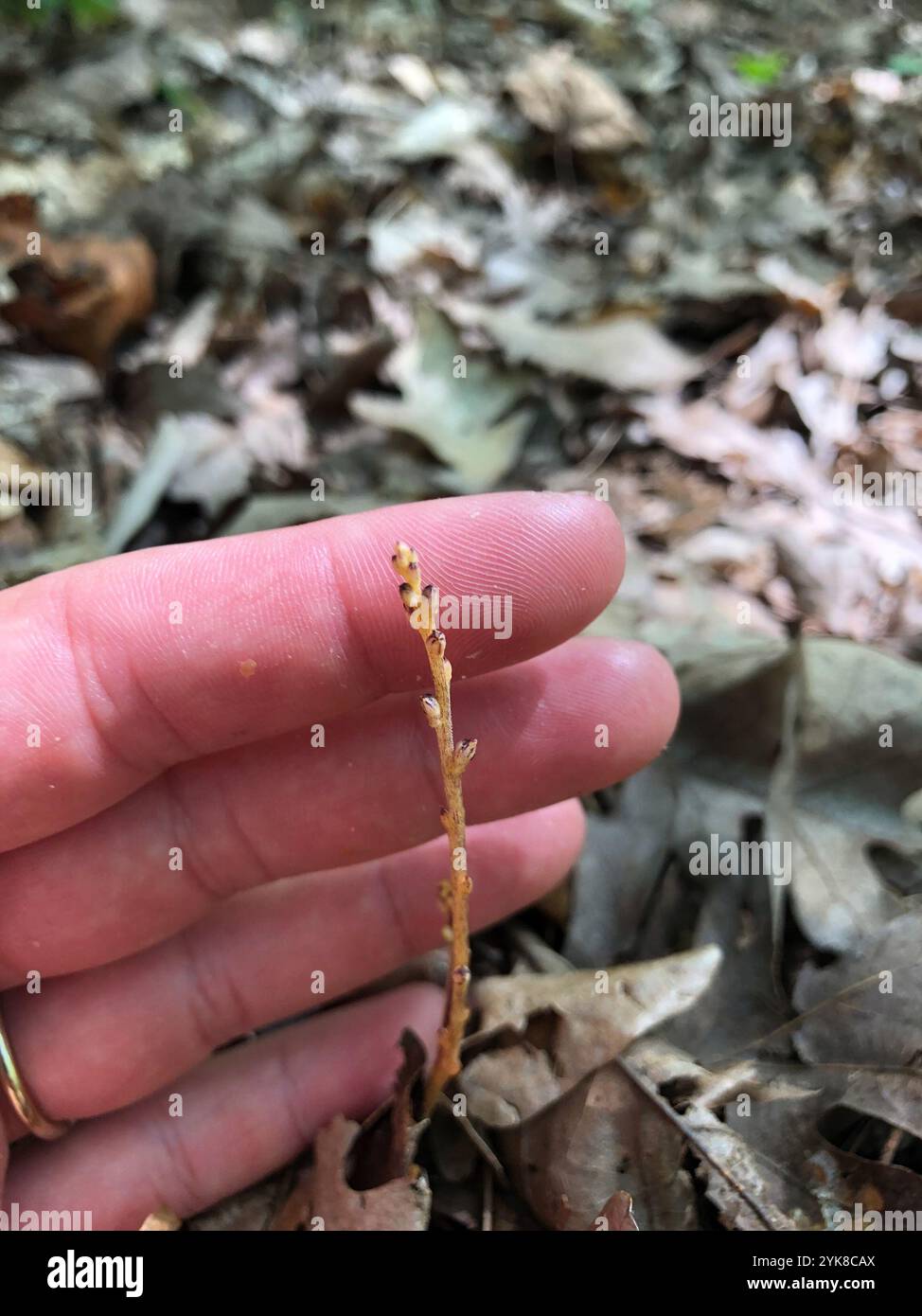 Beechdrops (Epifagus virginiana Stock Photo - Alamy