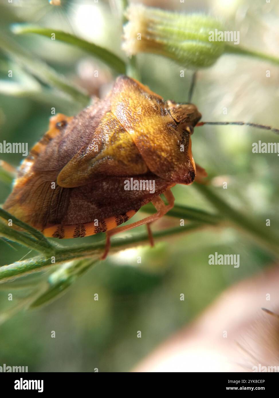 Black-shouldered Shieldbug (Carpocoris purpureipennis Stock Photo - Alamy