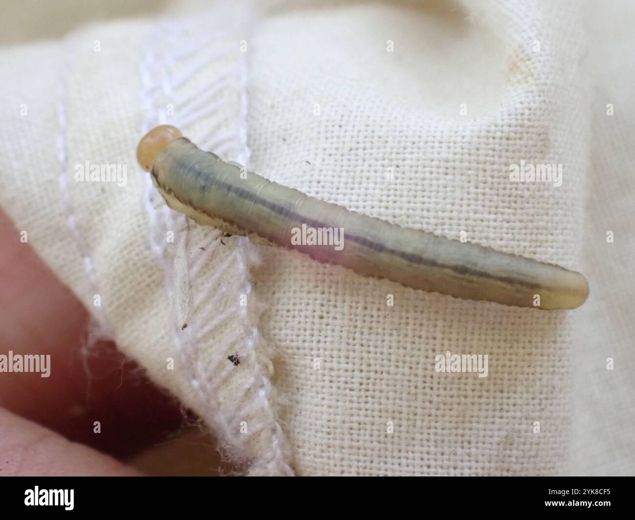 Sawflies, Horntails, and Wood Wasps (Symphyta Stock Photo - Alamy