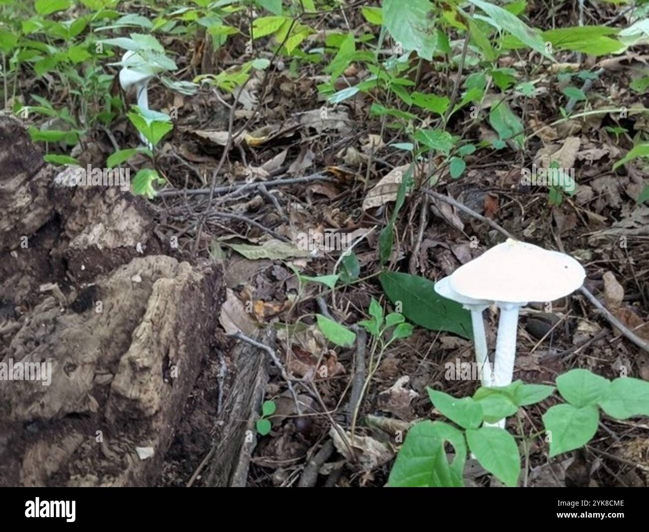 Eastern North American Destroying Angel (Amanita bisporigera Stock ...