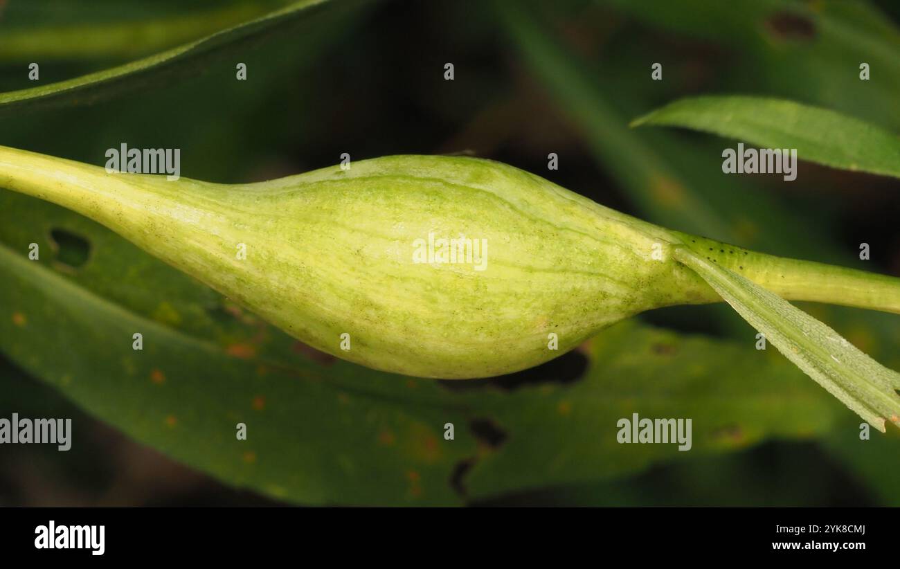 Goldenrod Elliptical-Gall Moth (Gnorimoschema gallaesolidaginis Stock ...