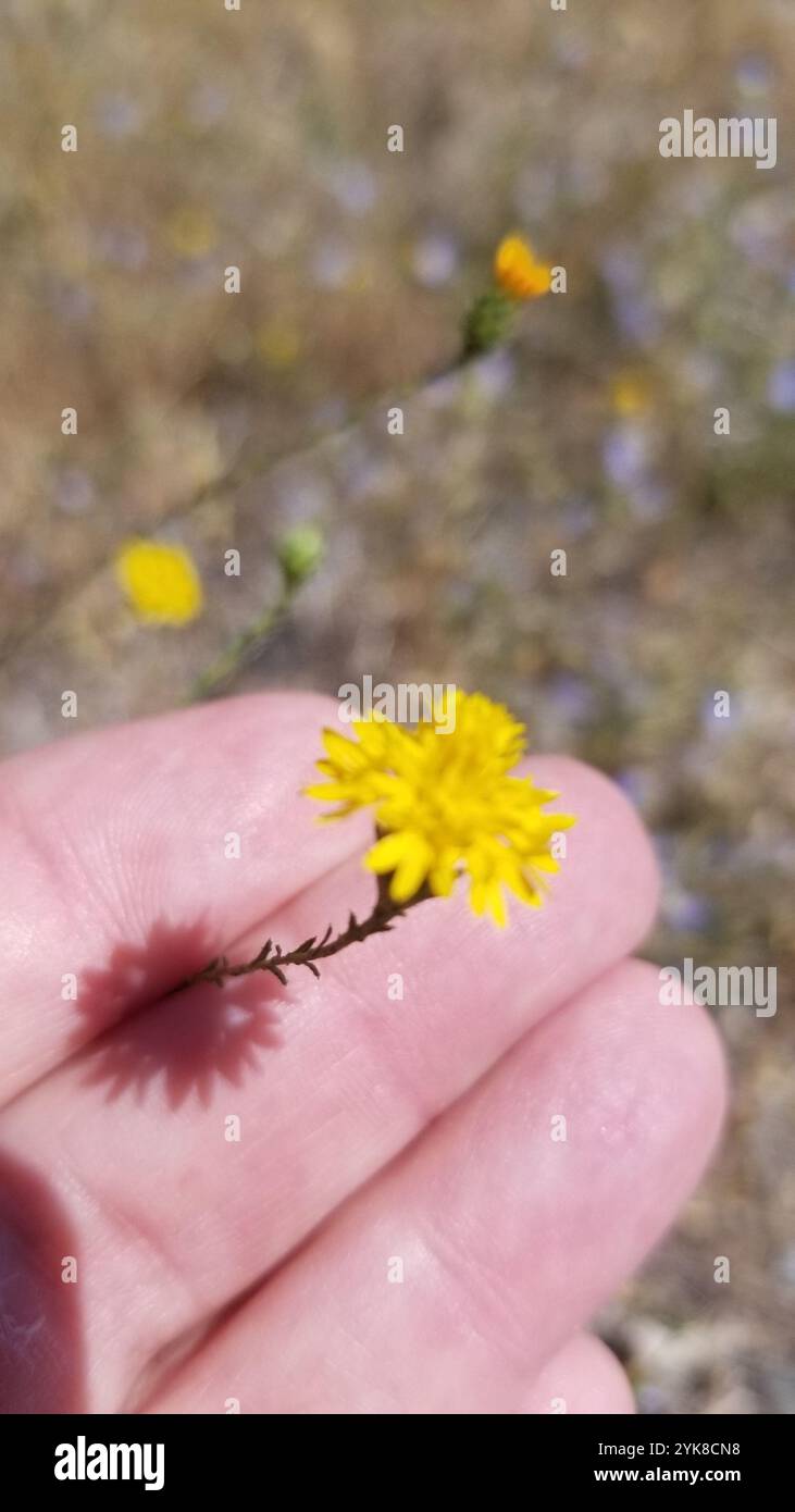 Valley Lessingia (Lessingia glandulifera Stock Photo - Alamy