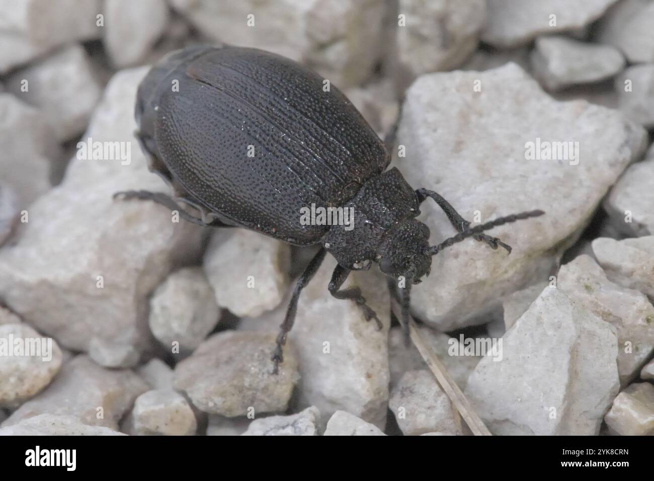 black-punctured leaf beetle (Galeruca tanaceti Stock Photo - Alamy