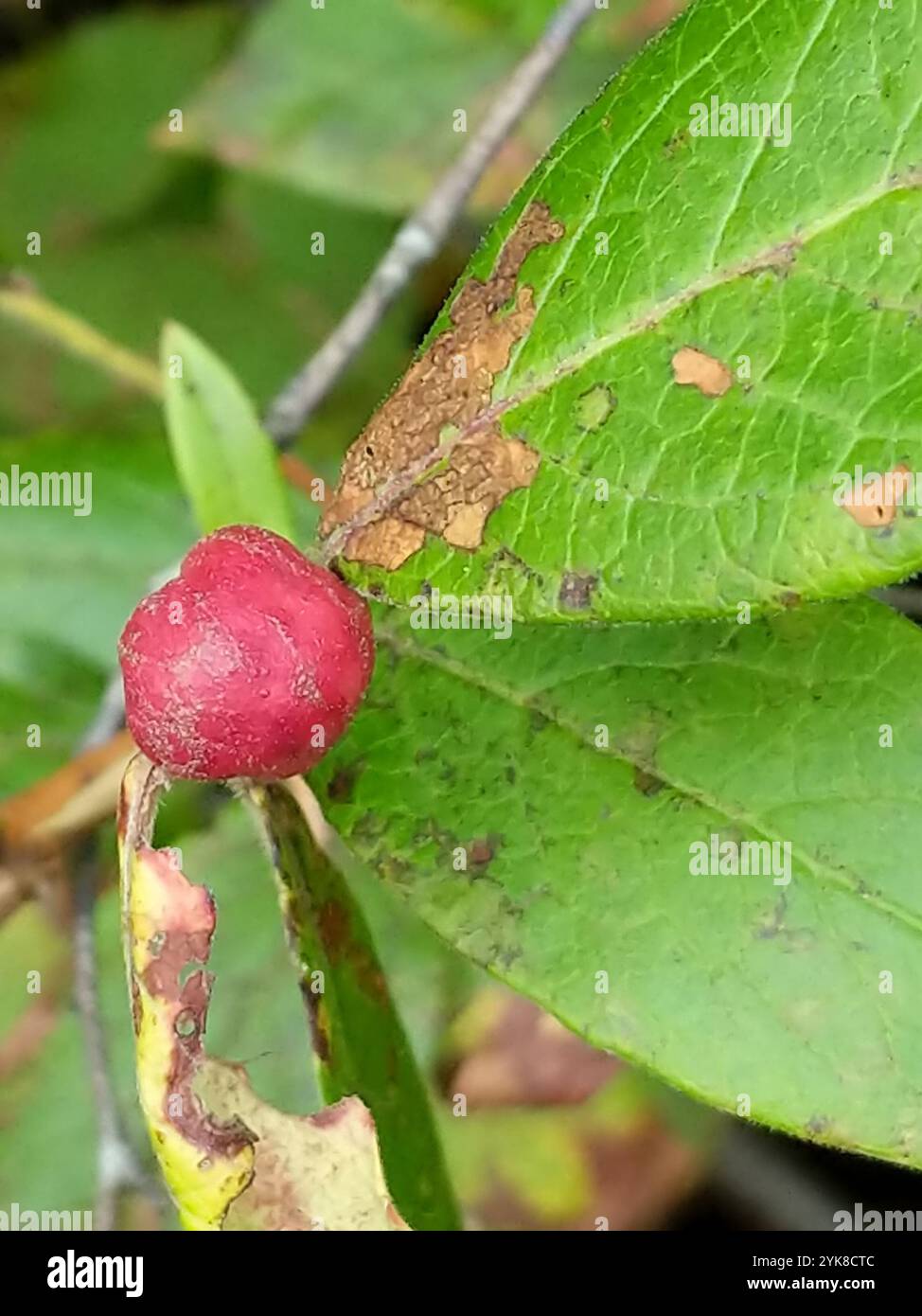 Blueberry Stem Gall Wasp (Hemadas nubilipennis Stock Photo - Alamy