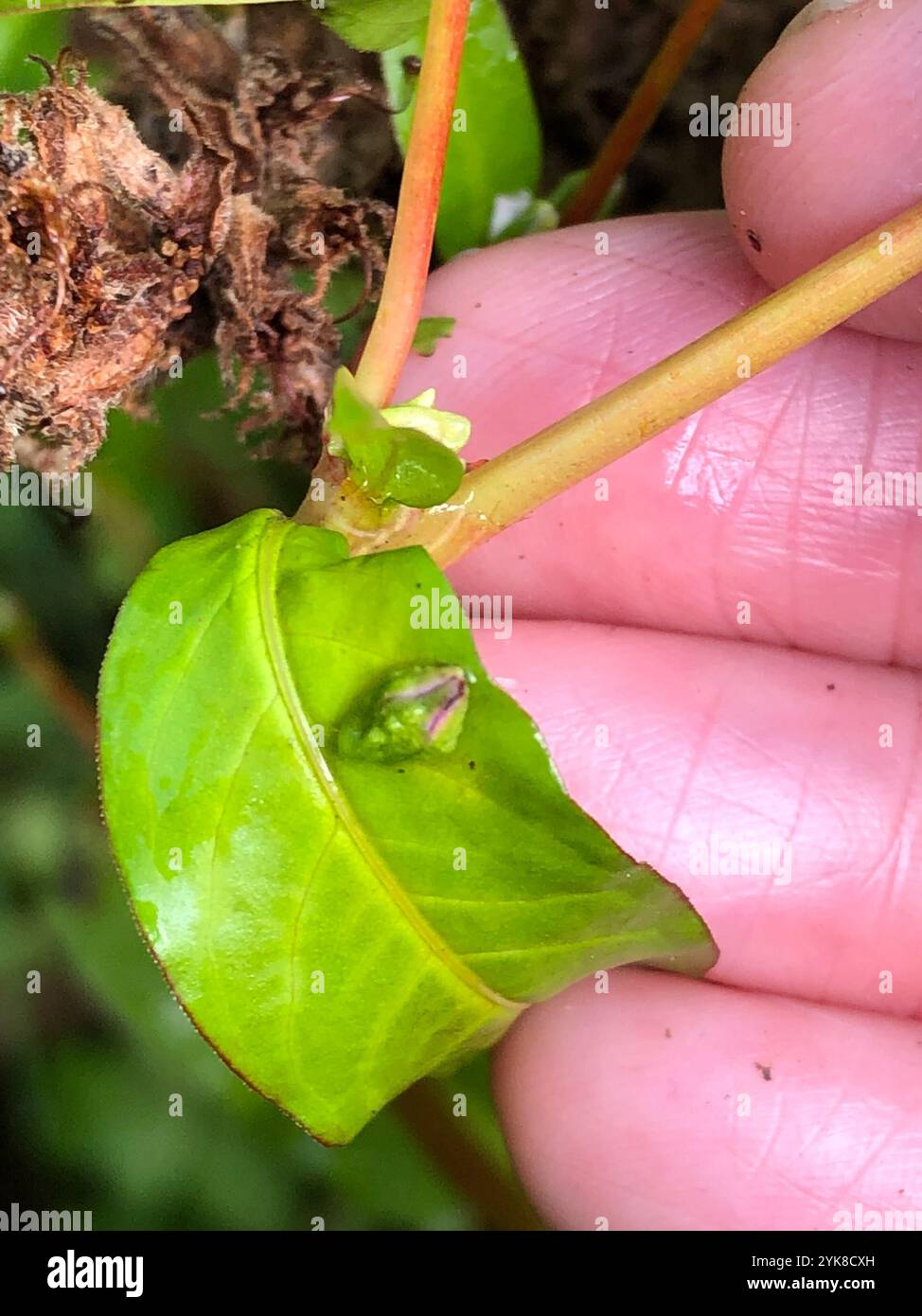 waterpepper (Persicaria hydropiper Stock Photo - Alamy
