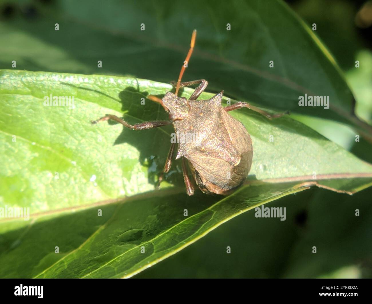 Spiny shield bug hi-res stock photography and images - Alamy