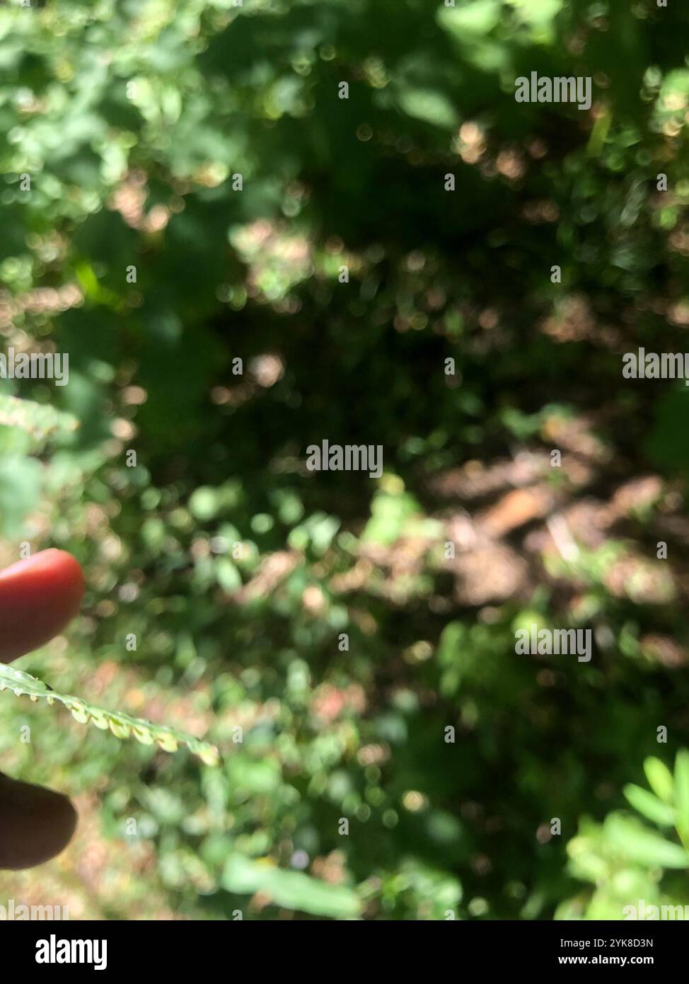 bull crowngrass (Paspalum boscianum Stock Photo - Alamy