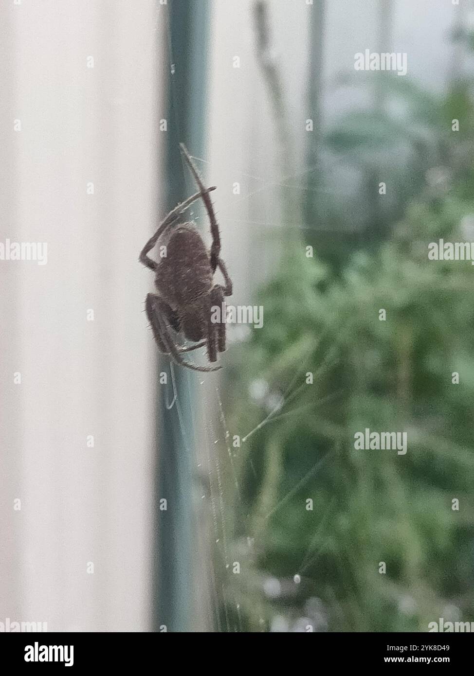 Australian Garden Orb Weaver (Hortophora transmarina Stock Photo - Alamy