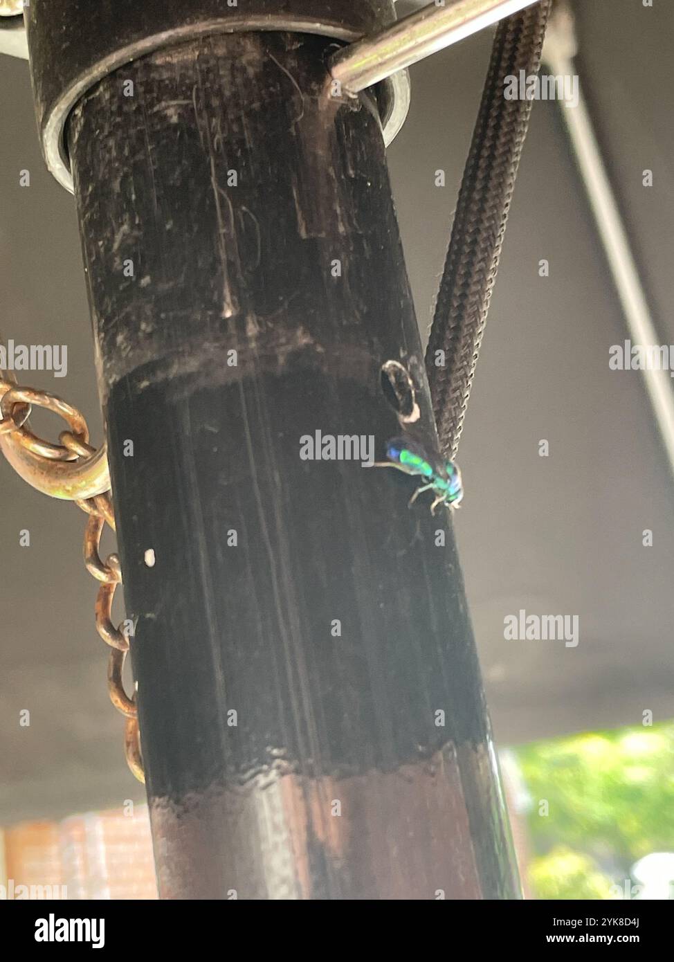 Metallic Bluish-green Cuckoo Wasp (Chrysis angolensis Stock Photo - Alamy