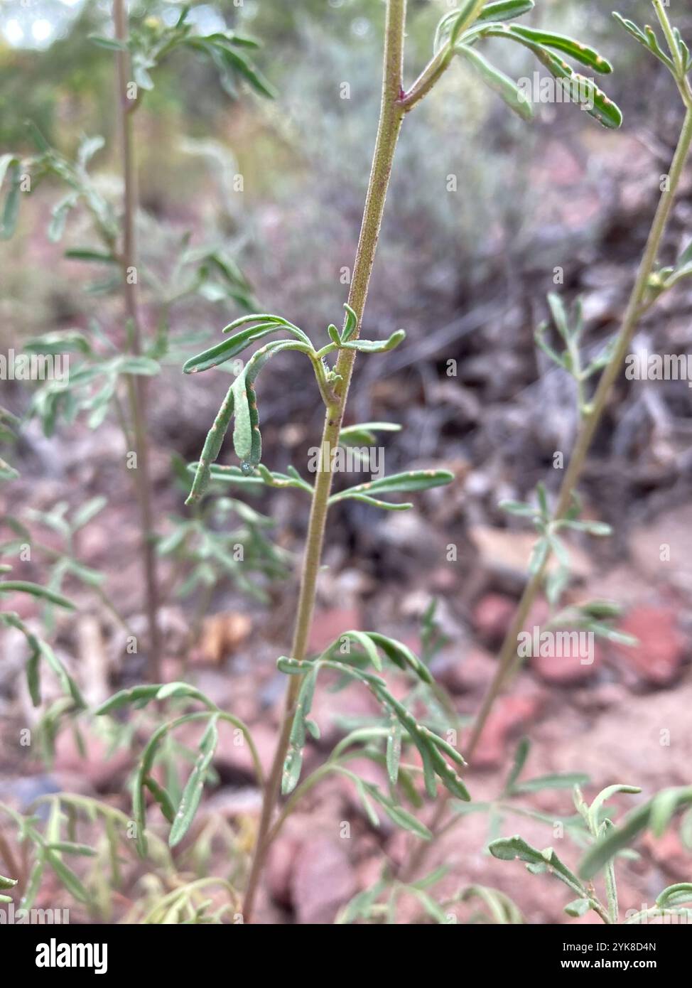 Hymenothrix dissecta hi-res stock photography and images - Alamy