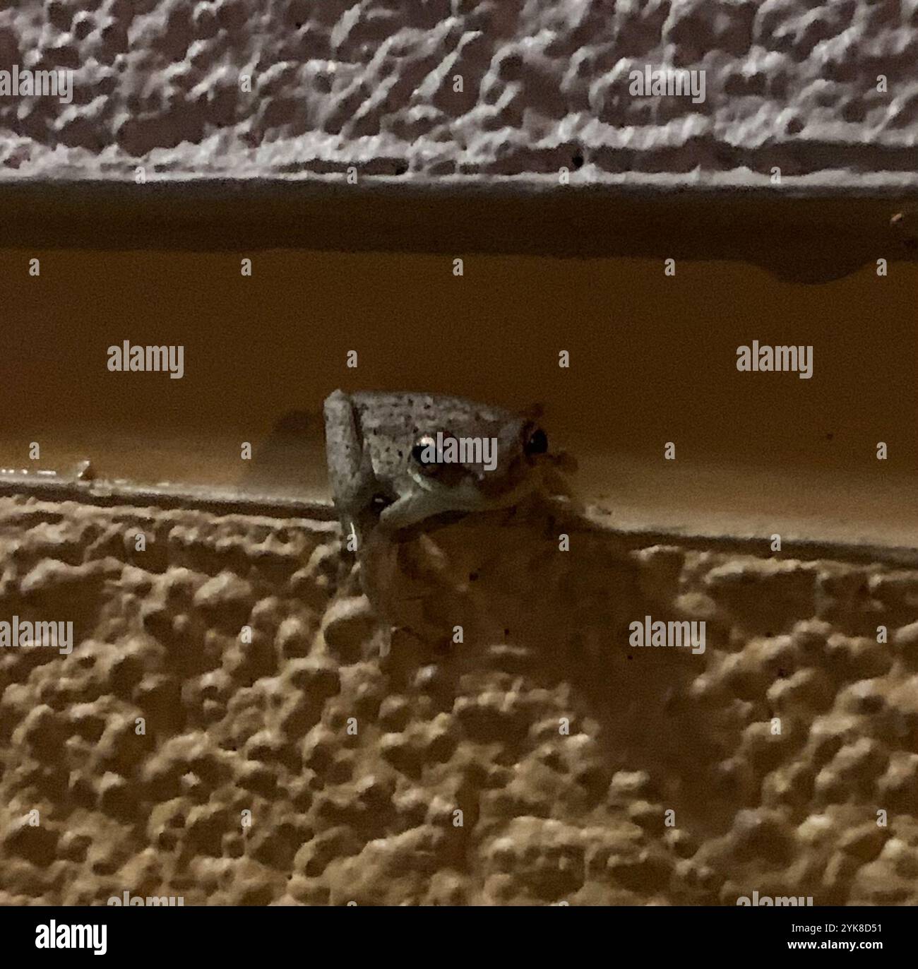 Cuban Tree Frog (Osteopilus septentrionalis Stock Photo - Alamy