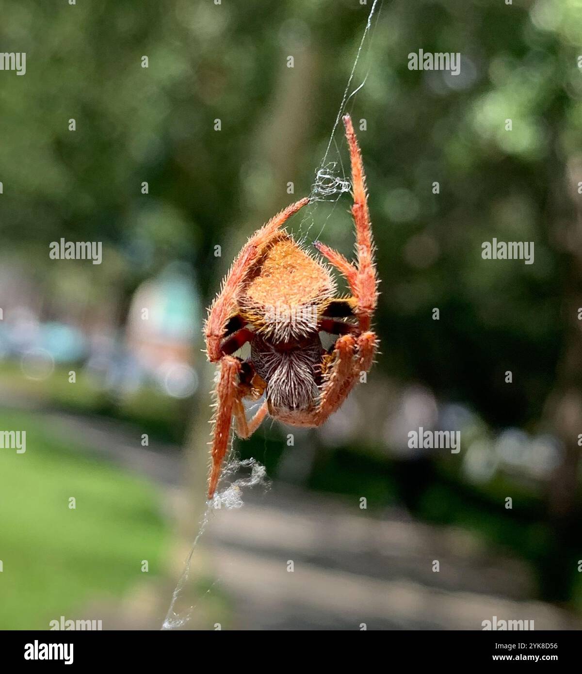 Eriophora ravilla hi-res stock photography and images - Alamy