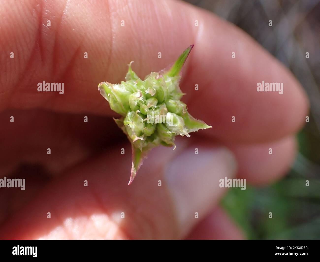 Yellow Beardtongue (Penstemon confertus Stock Photo - Alamy
