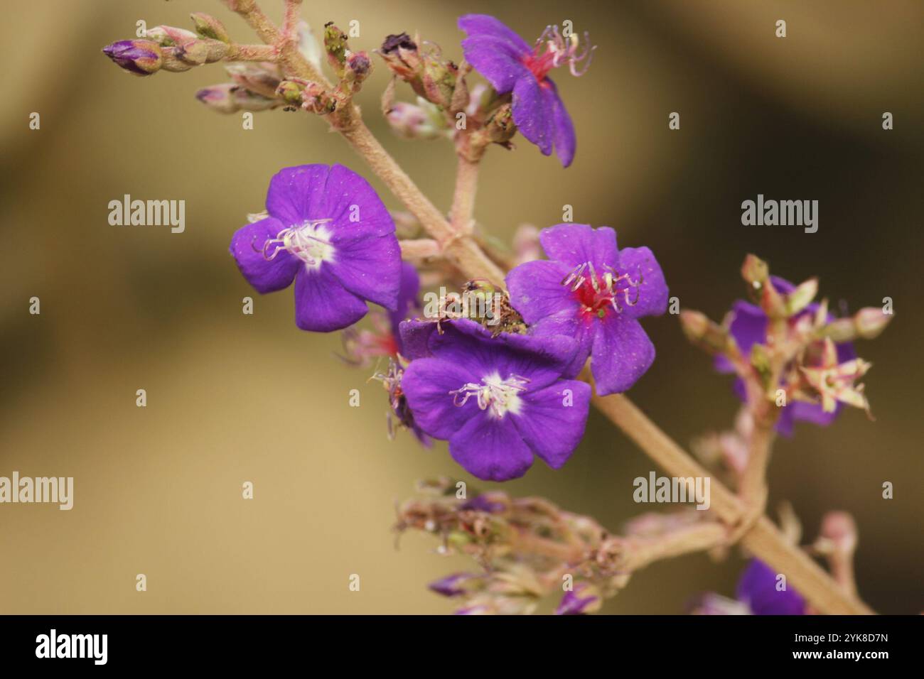 Pleroma heteromallum hi-res stock photography and images - Alamy