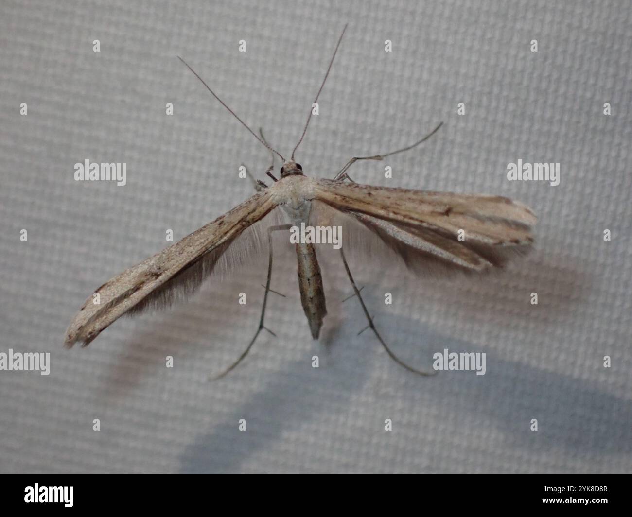 Plume Moths (Pterophoridae Stock Photo - Alamy