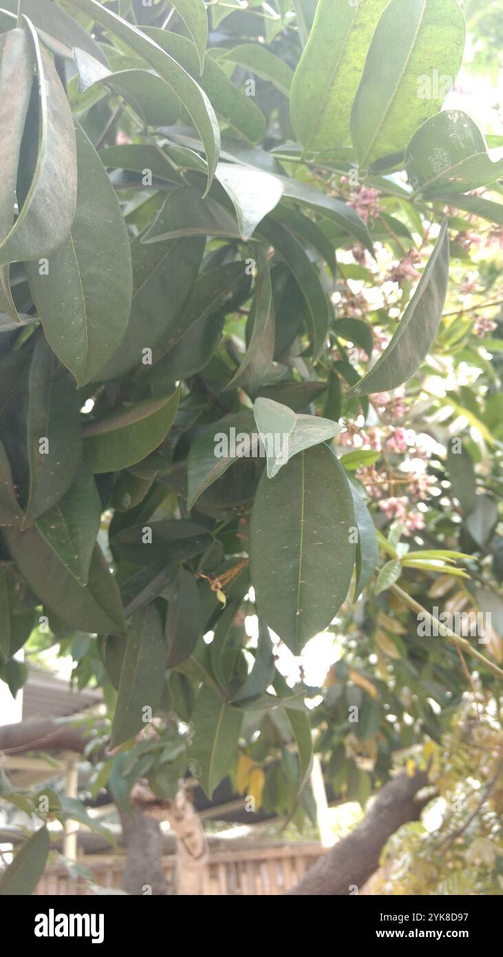 Brown Heart (Andira inermis Stock Photo - Alamy