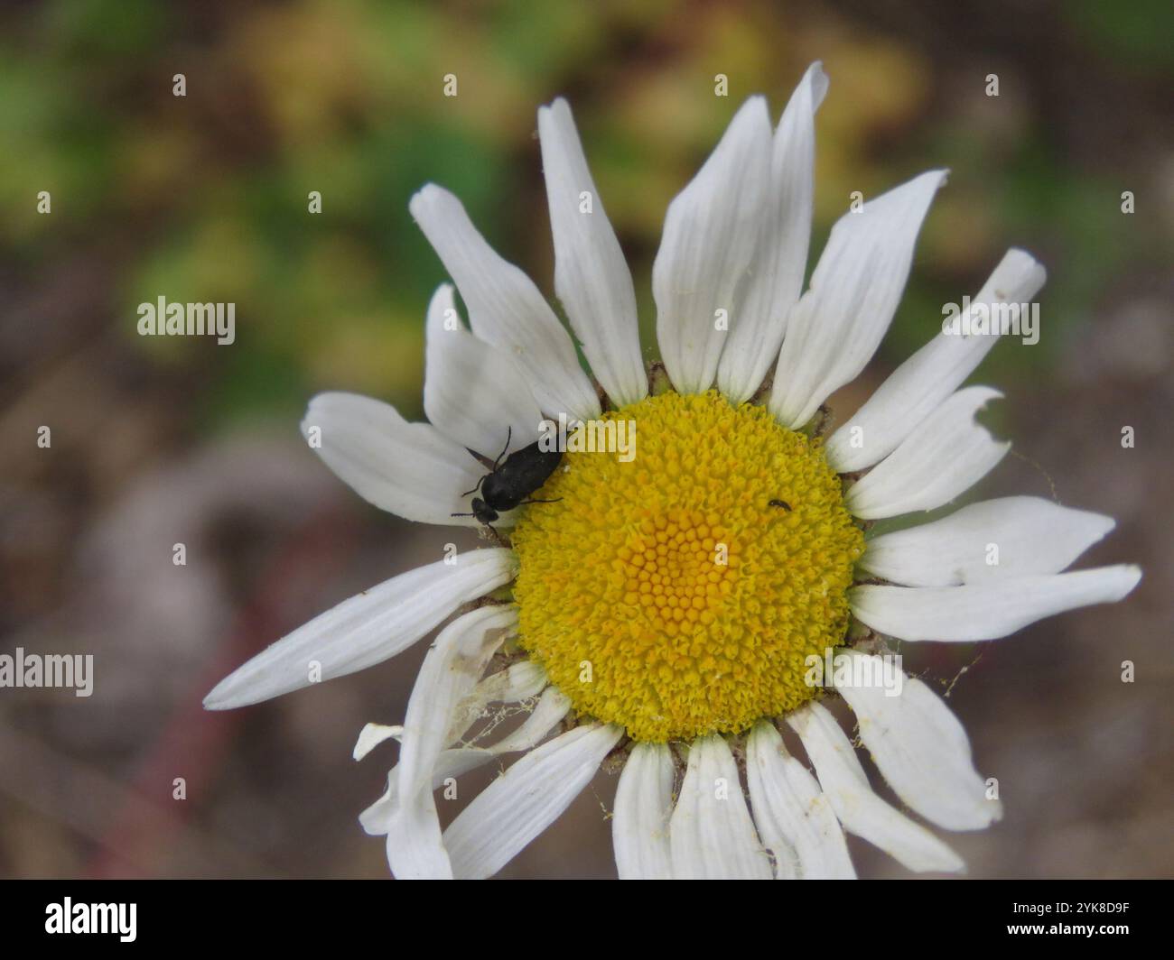 Mordella hi-res stock photography and images - Alamy