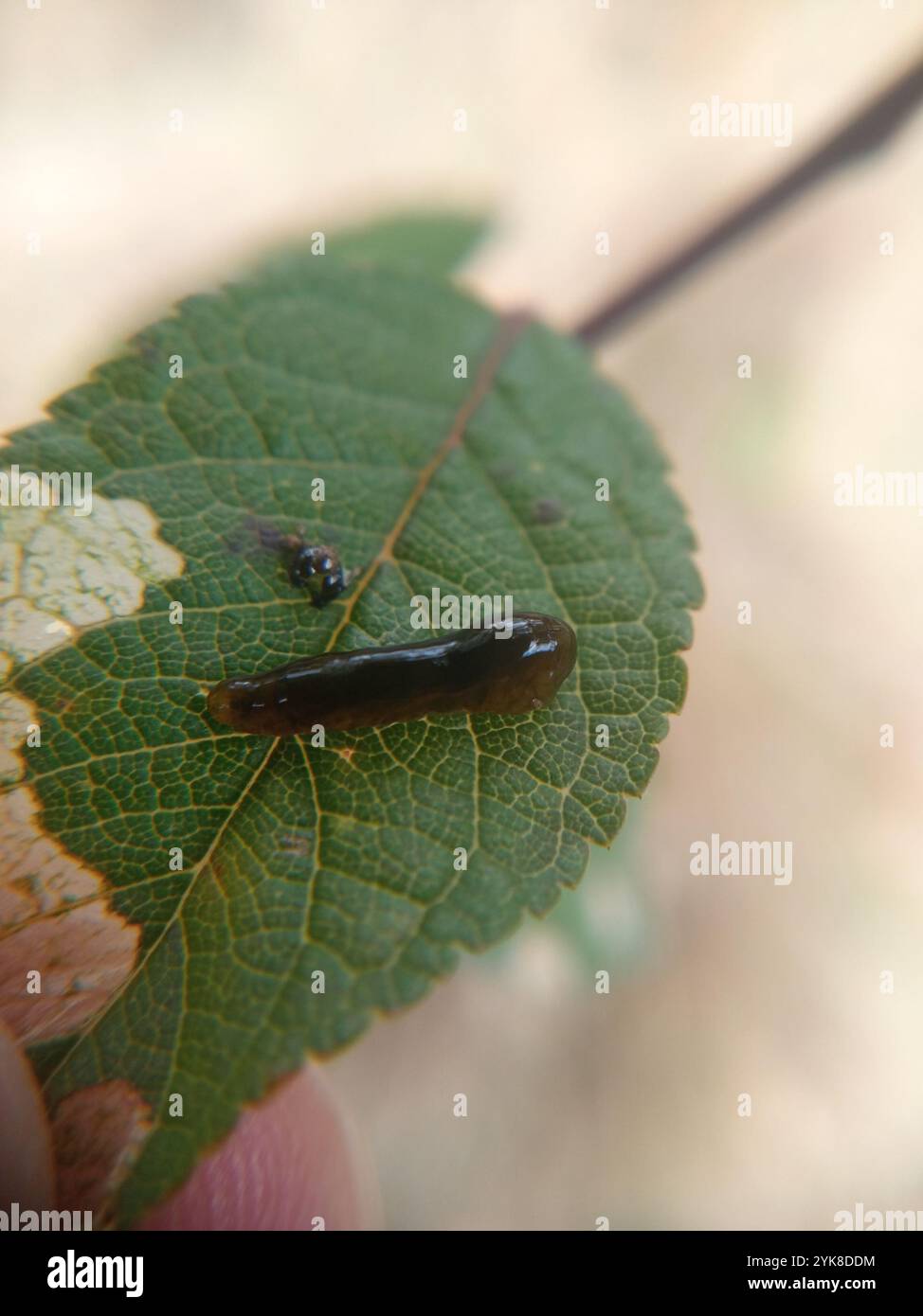 Cherry slug sawfly hi-res stock photography and images - Alamy