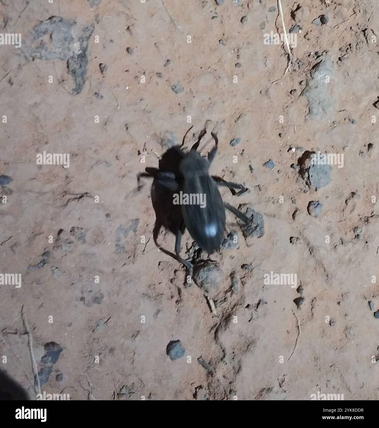 Armored Stink Beetle (Eleodes armata Stock Photo - Alamy