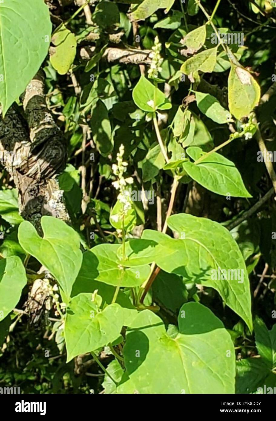 climbing false buckwheat (Fallopia scandens Stock Photo - Alamy