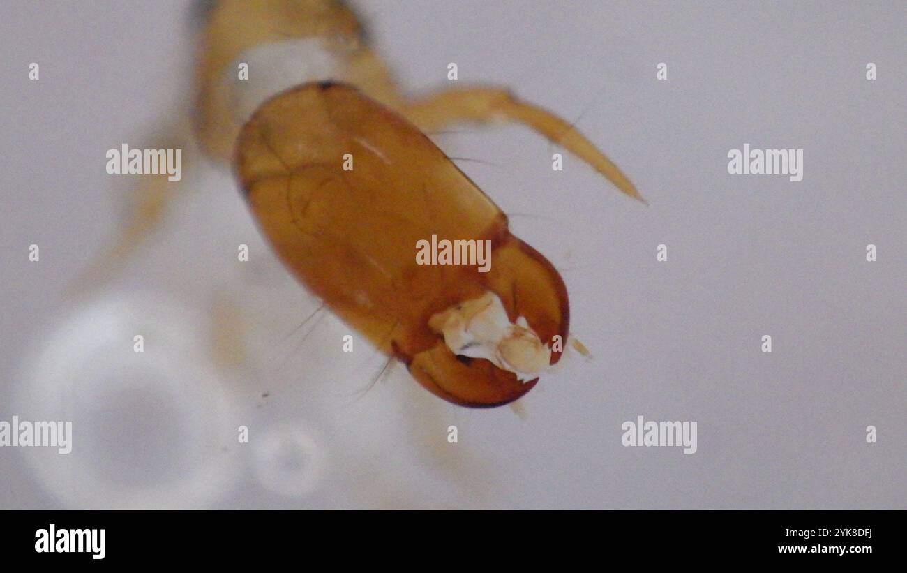 Little Black Caddisflies (Chimarra Stock Photo - Alamy