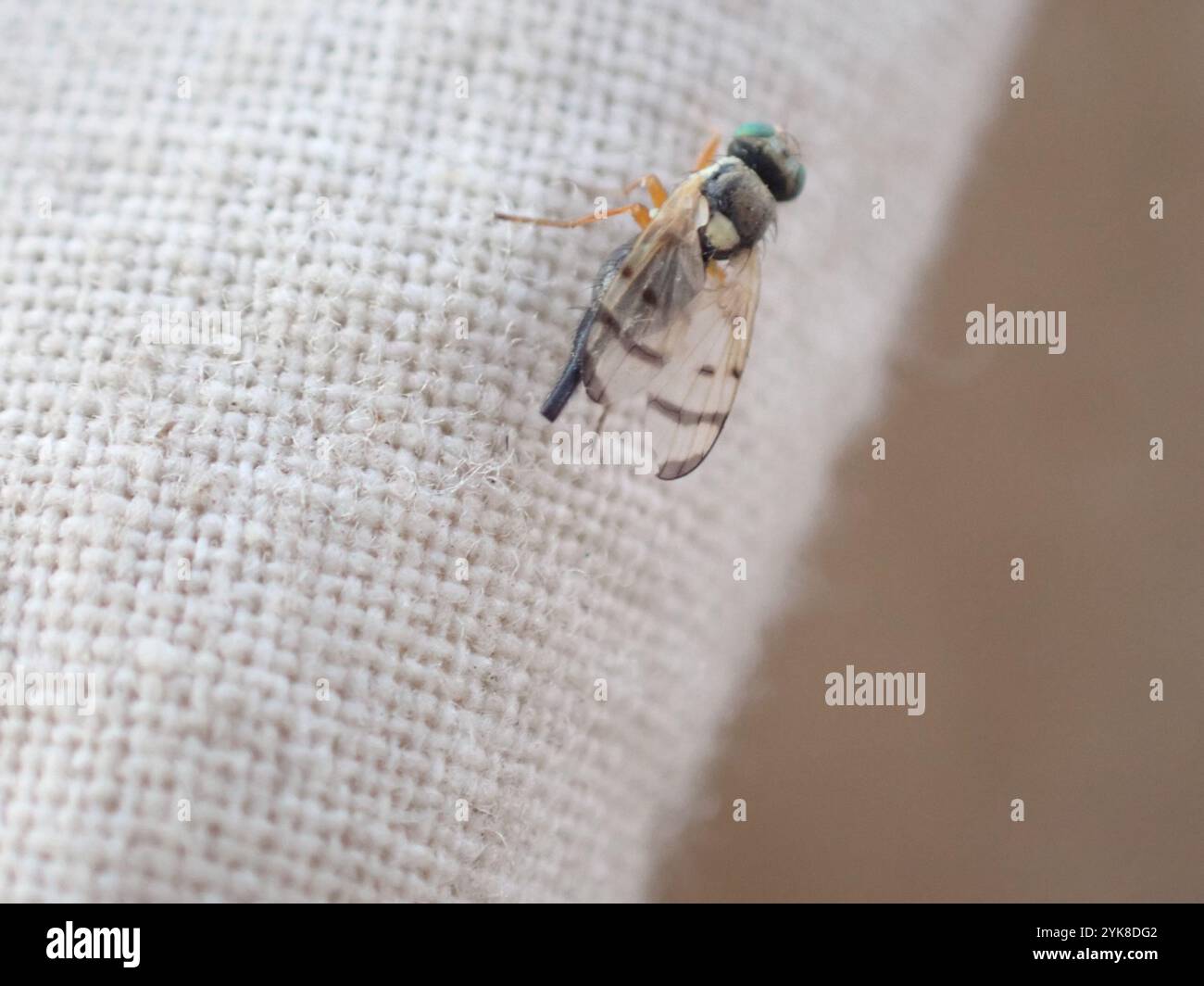 Knapweed Gall Fly (Urophora affinis Stock Photo - Alamy